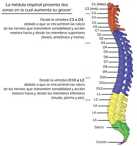 La médula espinal y la columna vertebral - QuiroVida Centro Quiropráctico